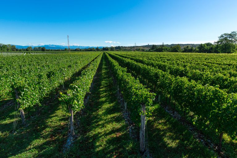 BORTOLUZZI – David Mullen Wine Agency